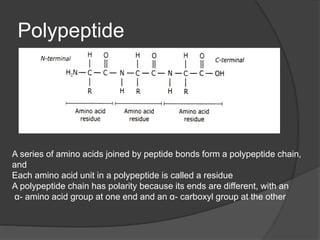 Peptide and polypeptide, protein structure.pptx