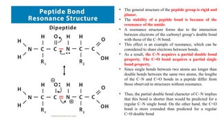 Notes on Peptide bond & peptide bond .ppt