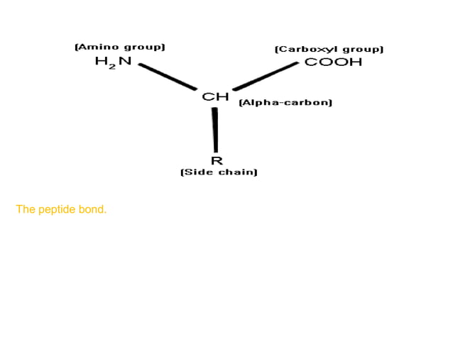Peptide bond structure | PPTX | Chemistry | Science