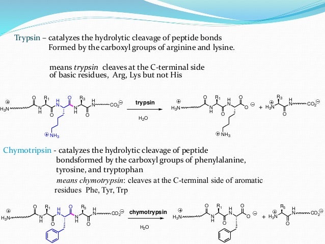Peptide Mapping 
