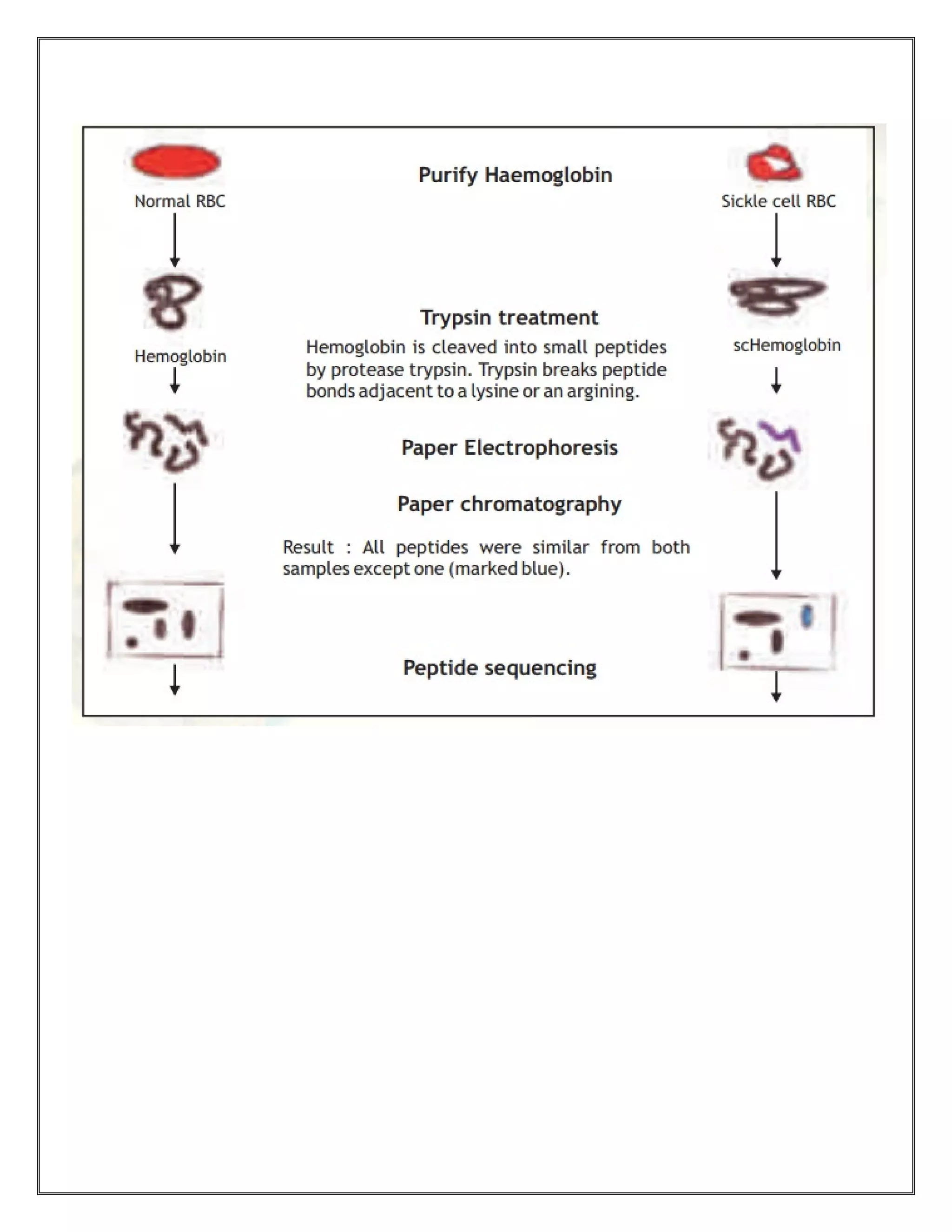 Peptide mapping (1) | PDF