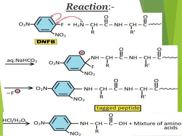 PRIMARY STRUCTURE OF PEPTIDES
