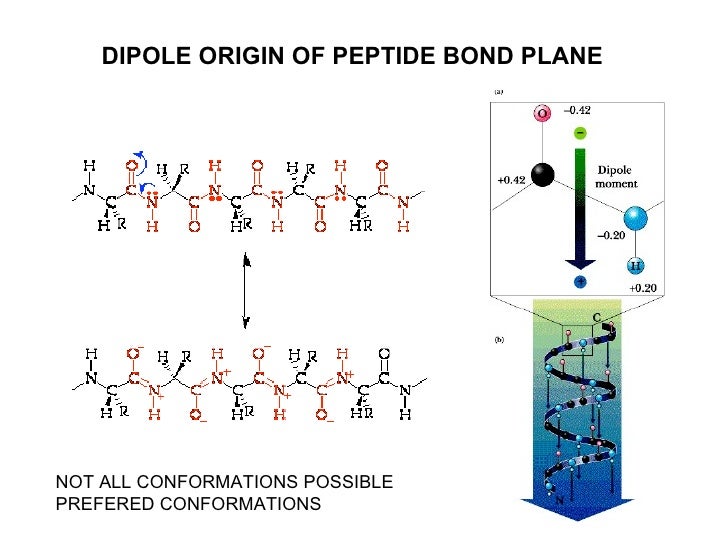 Peptide+structure