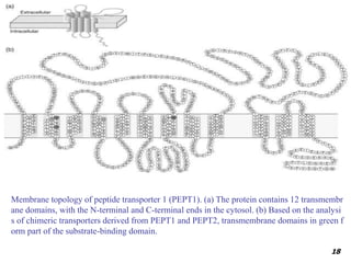 Peptide transporter | PPT