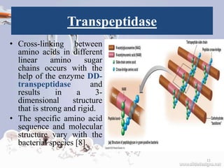Peptidoglycan ppt | PPTX
