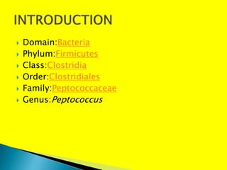 Peptococcus | PPT