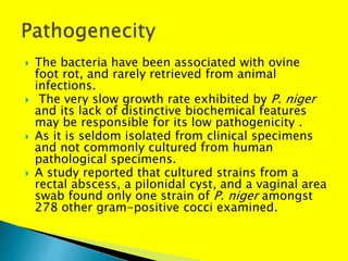 Peptococcus | PPT