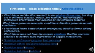 Peptostreptoccoccus | PPTX | Biological Sciences | Science