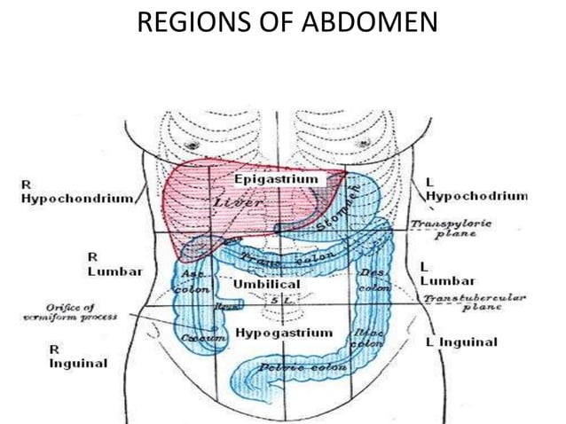Per abdomen examination - Clinical Methods - Abdomen | PPTX