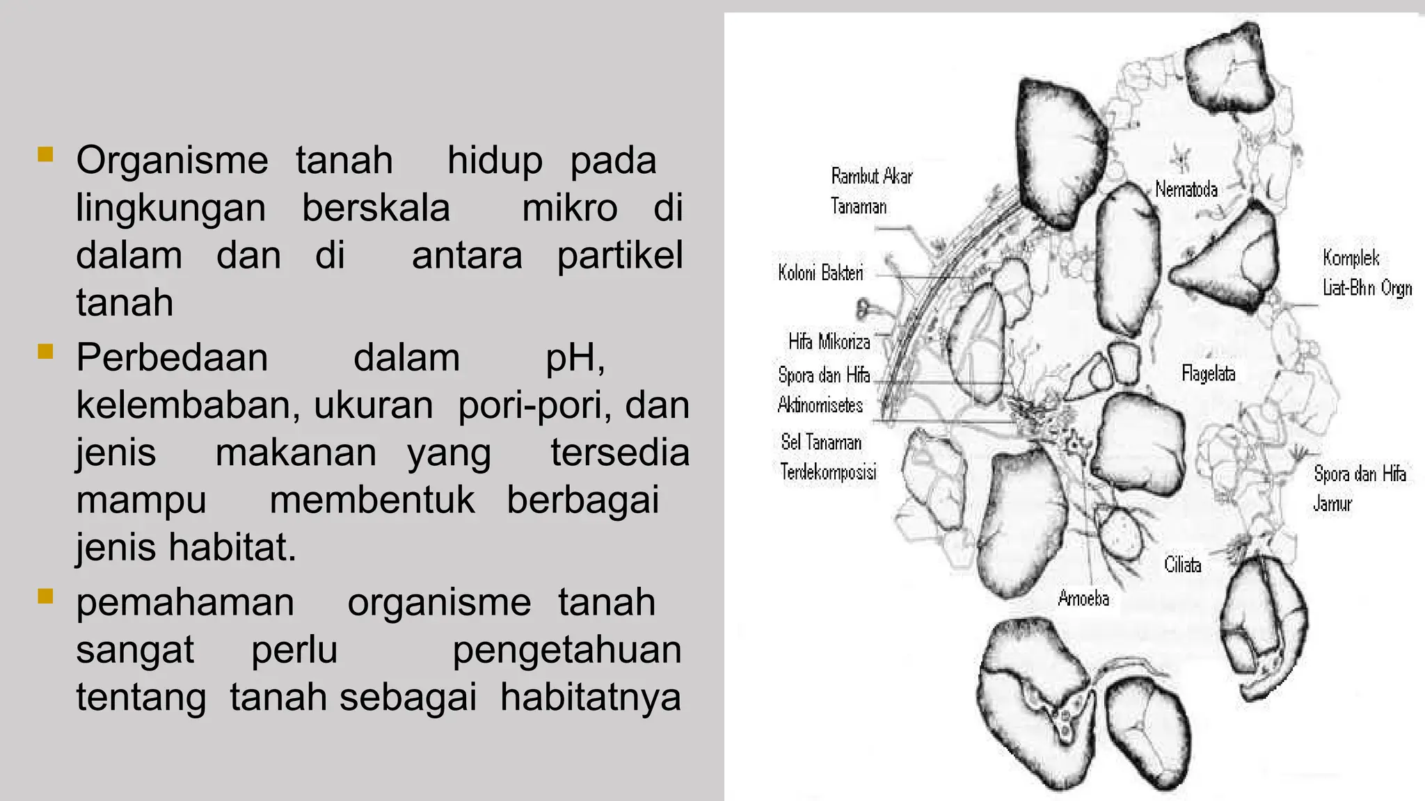 Peranan bahan organic dalam mempertahankan kesuburan tanah.pptx