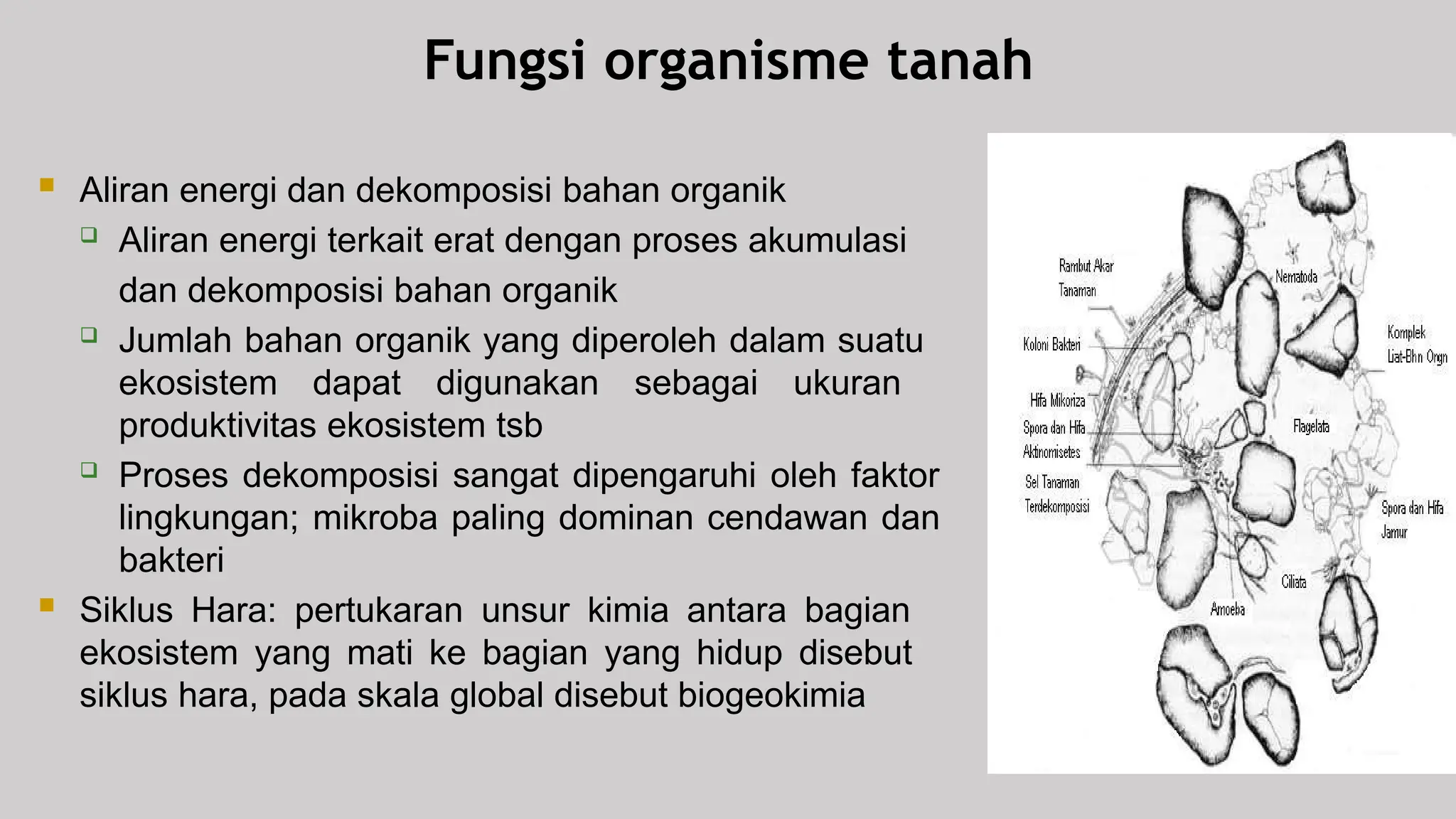 Peranan bahan organic dalam mempertahankan kesuburan tanah.pptx