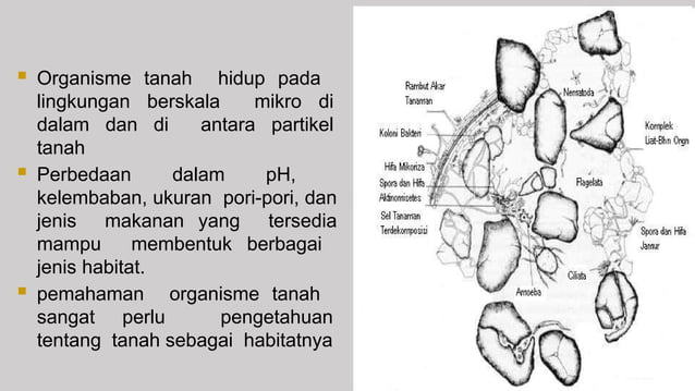 Peranan bahan organic dalam mempertahankan kesuburan tanah.pptx