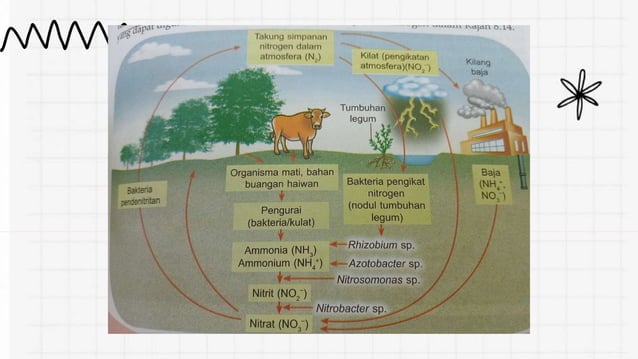 peranan bakteria dalam kitar nitrogen.pptx