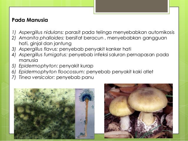 Jamur Yang Menguntungkan Bagi Manusia Pasadena