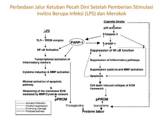 Peran apoptosis pada kpd | PPT