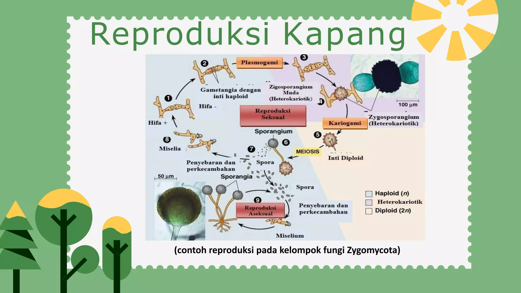 Peran dan Pemanfaatan Kapang dalam Bidang Pangan_Kelompok 3.pdf