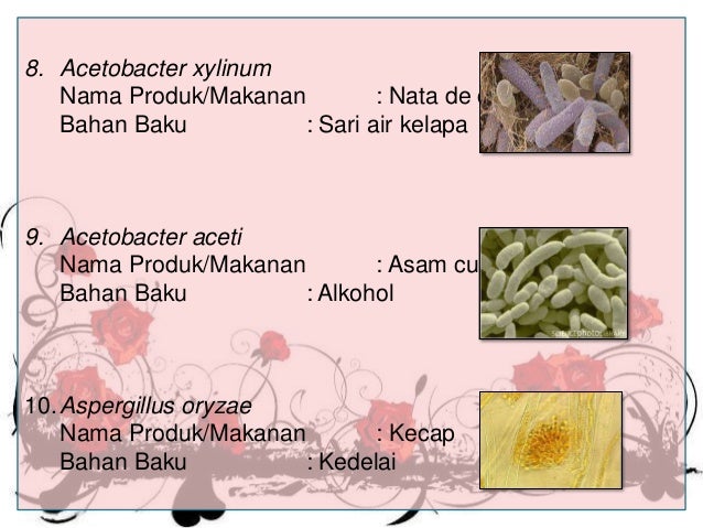 Peran Menguntungkan Bakteri