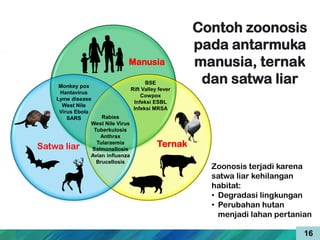 Peran Veteriner Dalam Pengendalian Zoonosis Berbasis One Health ...