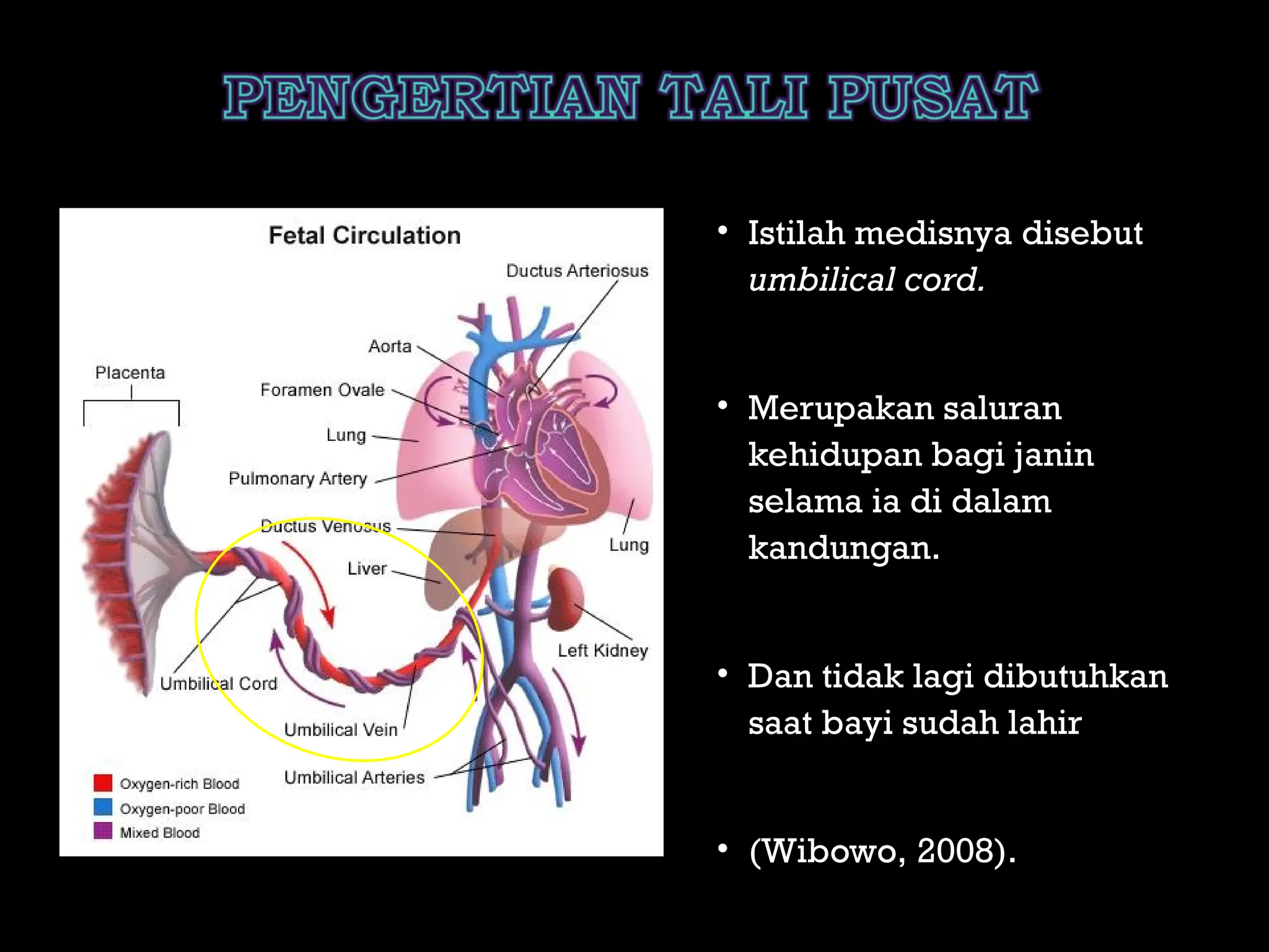 Perawatan Tali Pusat.pptfsggrfhhttvdfvdfvfd | PPT