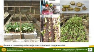 Perbanyakan ubi2an perspektif m krpl | PDF