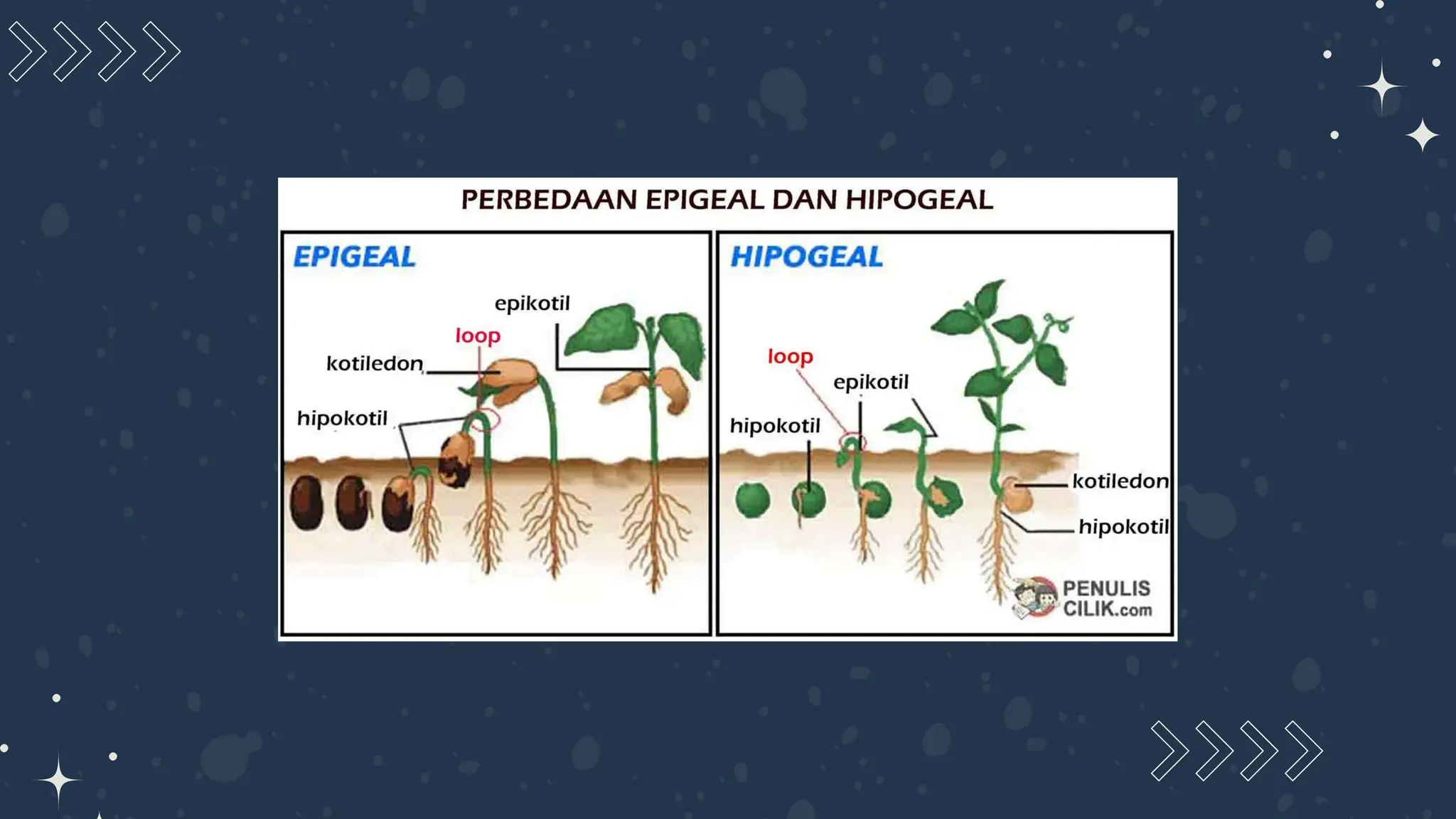 perbedaan epigeal dan hipogeal yang perlu diketahui | PPT