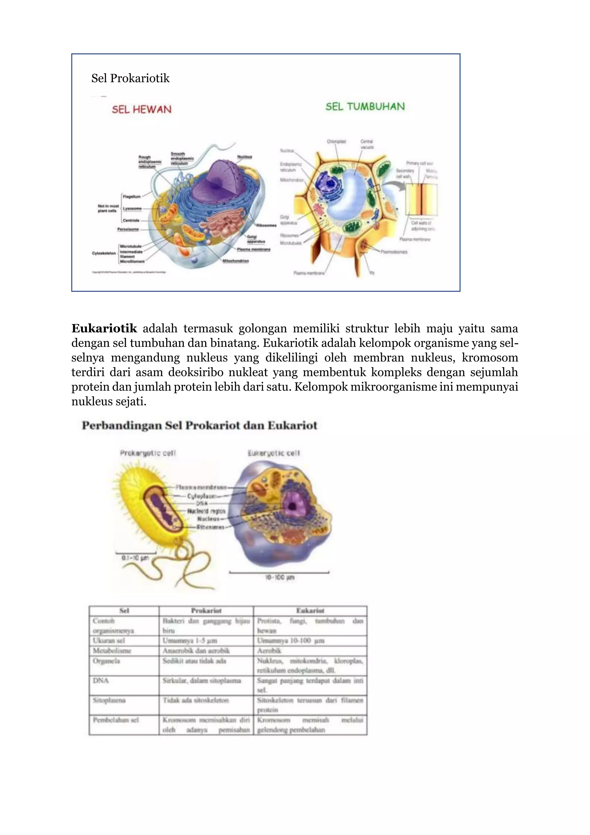 Perbedaan Sel Hewan dan Sel Tumbuhan.docx