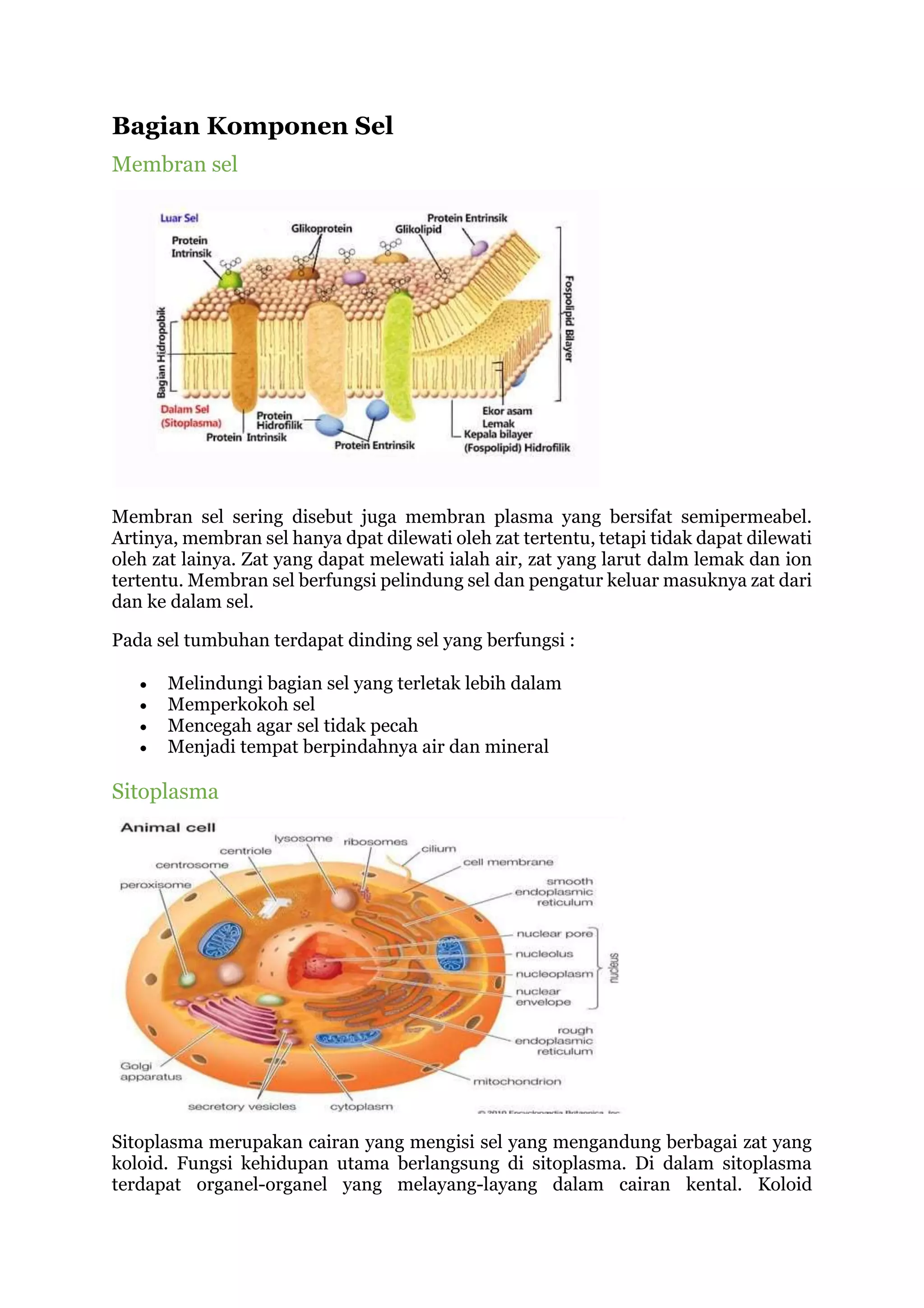 Perbedaan Sel Hewan dan Sel Tumbuhan.docx