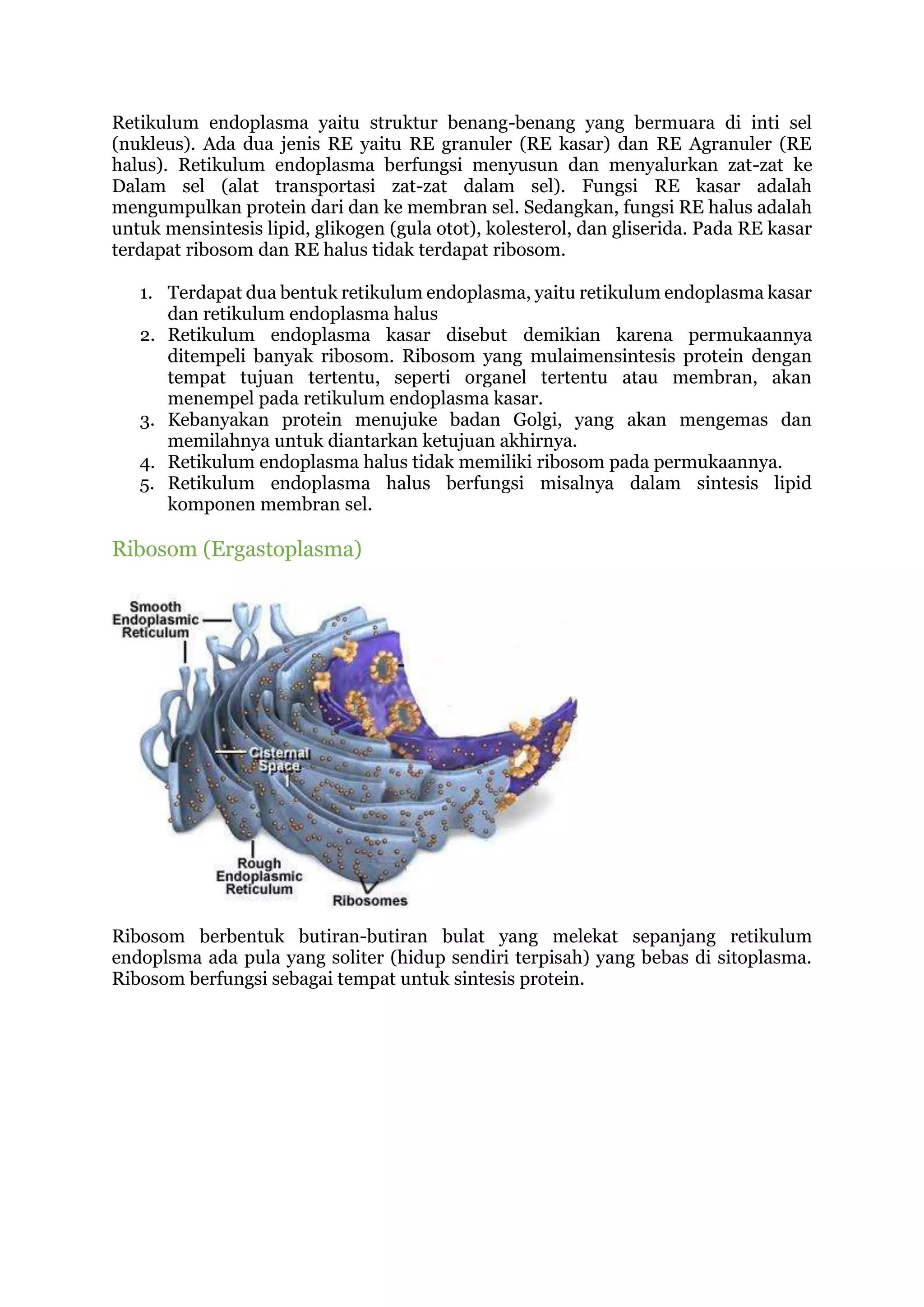 Perbedaan Sel Hewan dan Sel Tumbuhan.docx