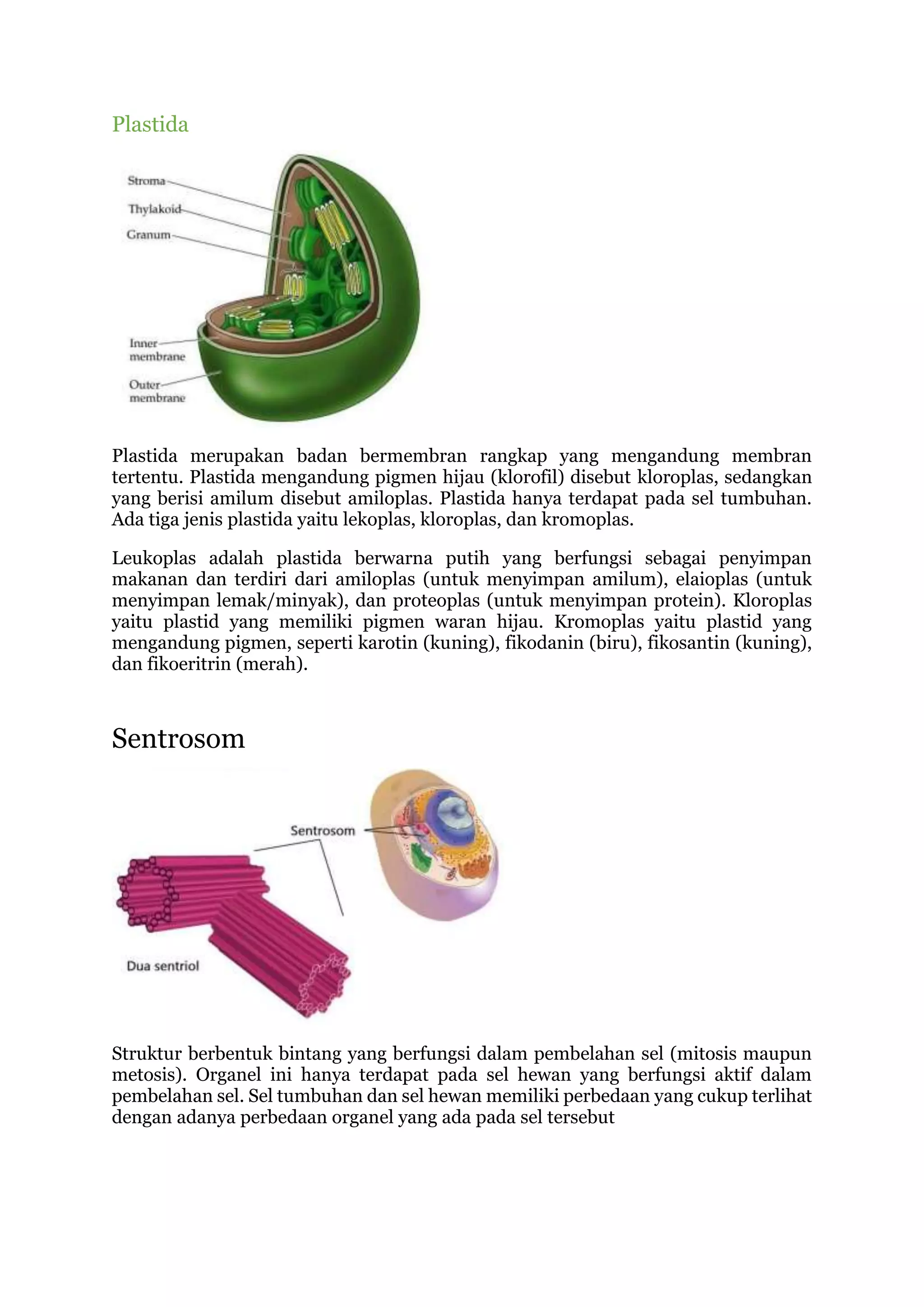 Perbedaan Sel Hewan dan Sel Tumbuhan.docx