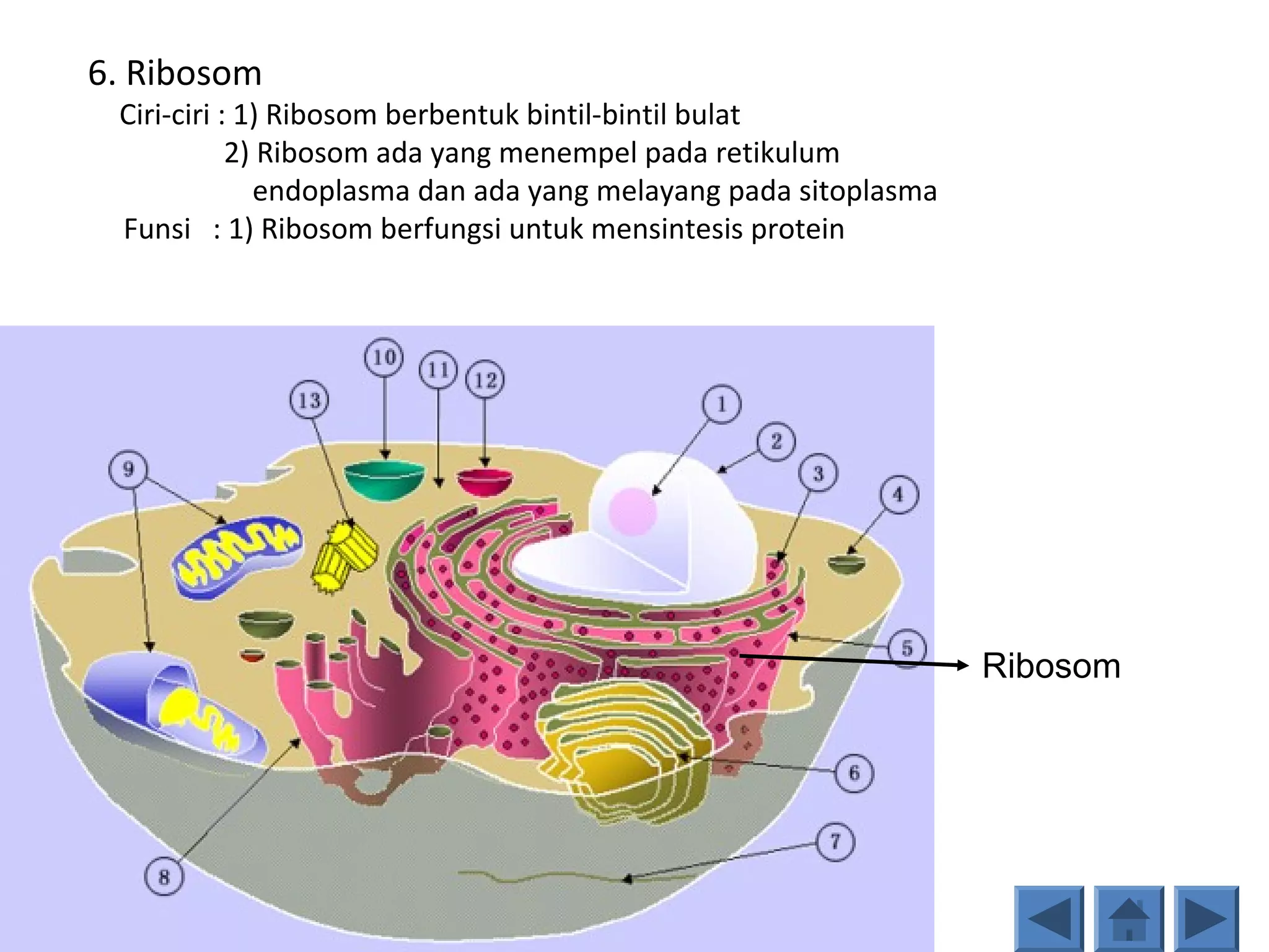 Perbedaan sel hewan dan tumbuhan | PPT