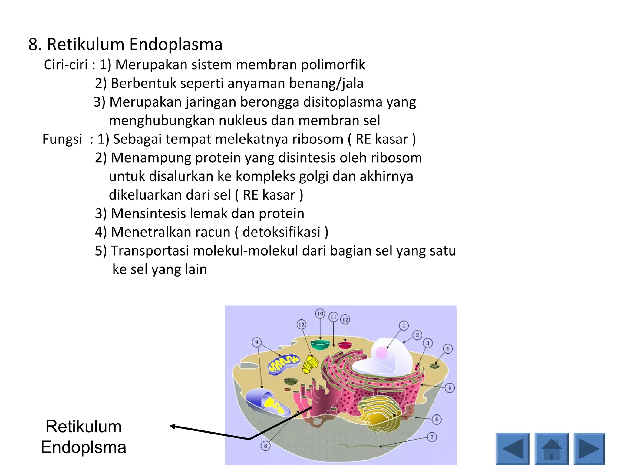 Perbedaan sel hewan dan tumbuhan | PPT