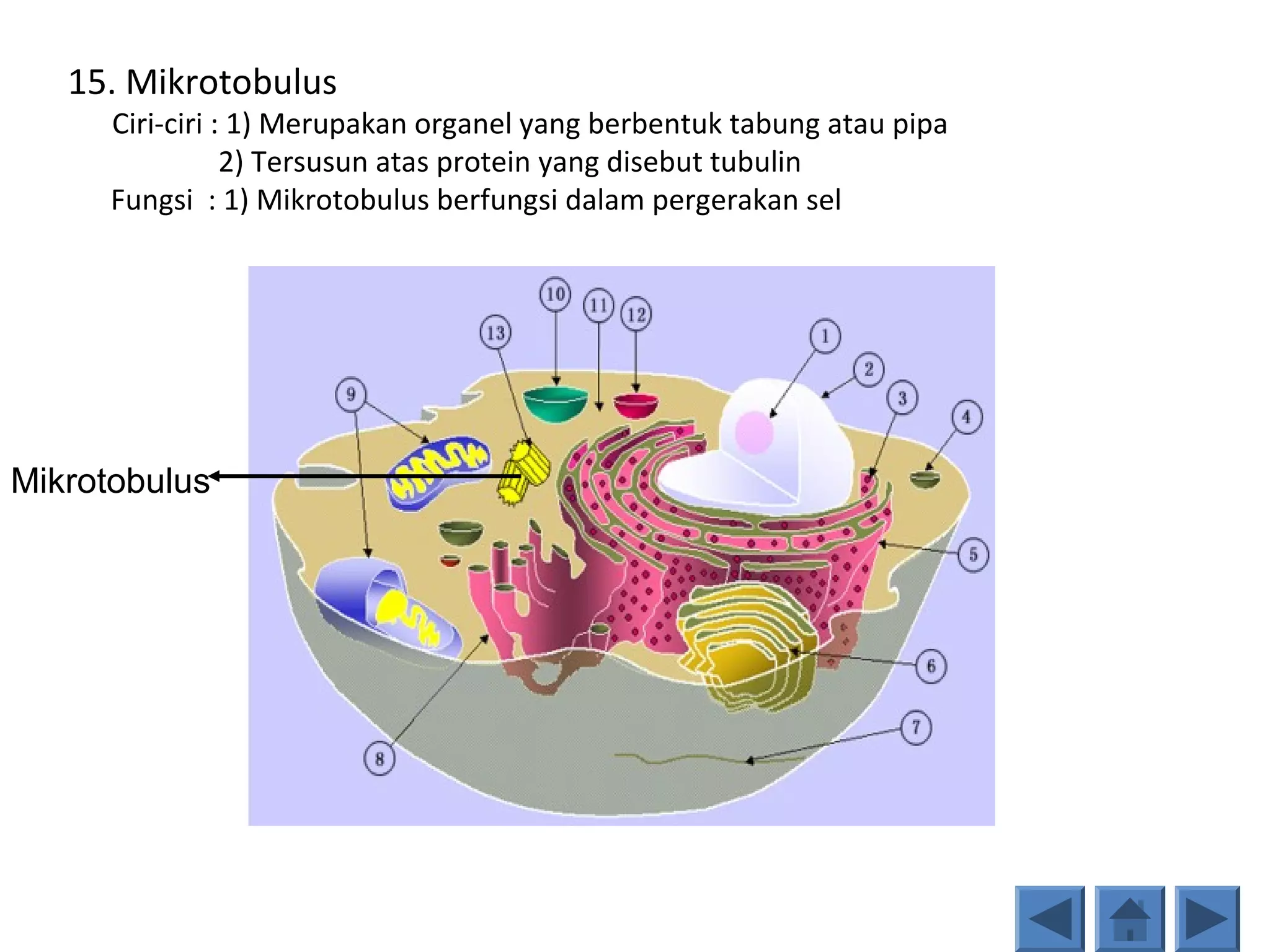 Perbedaan sel hewan dan tumbuhan | PPT