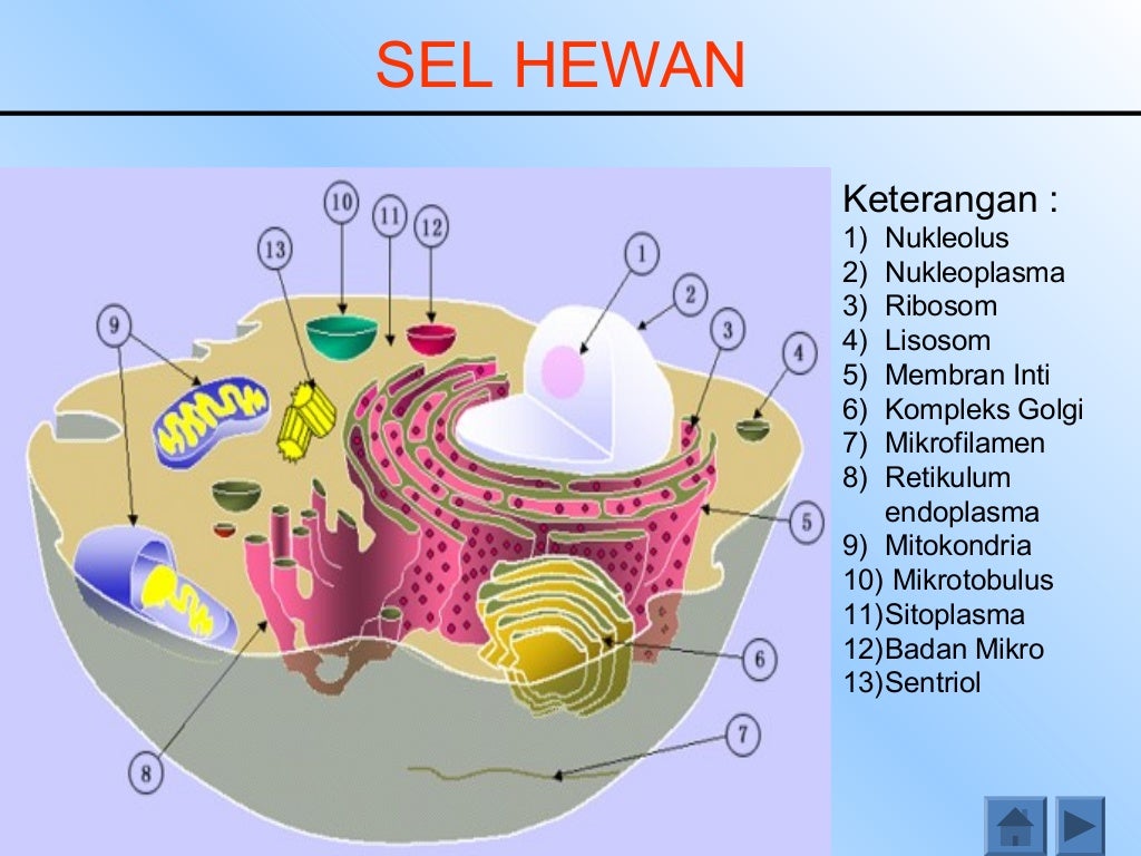 Perbedaan sel hewan dan tumbuhan