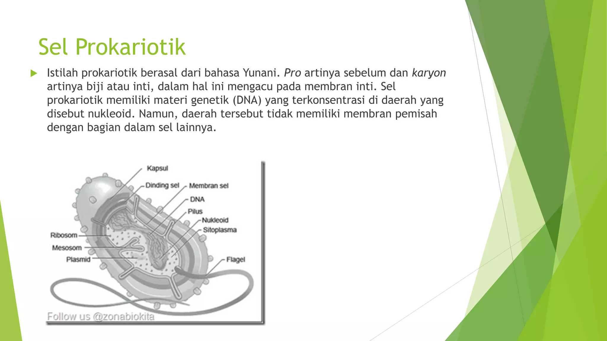 Perbedaan sel prokariotik dan sel eukariotik | PPTX