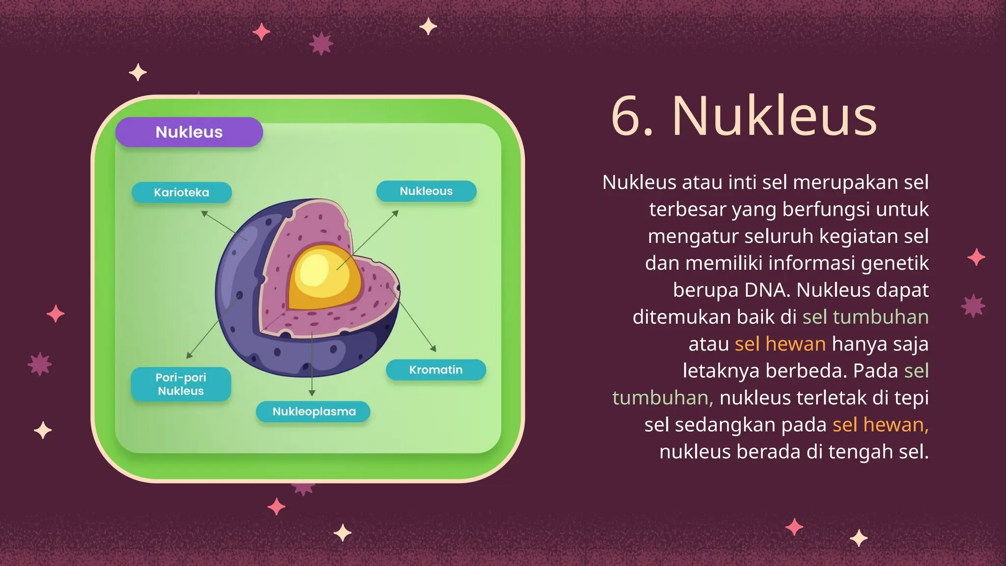 Perbedaan Sel Tumbuhan dan Sel Hewan beserta bagian-bagiannya dan ...