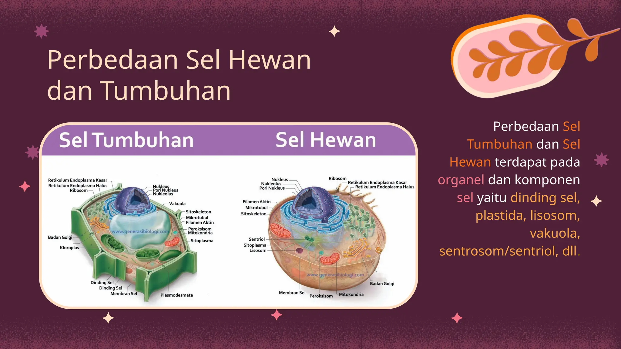 Perbedaan Sel Tumbuhan dan Sel Hewan beserta bagian-bagiannya dan ...