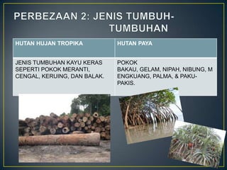 KT Thn 5 : Perbezaan hutan hujan tropika & hutanpaya | PPTX