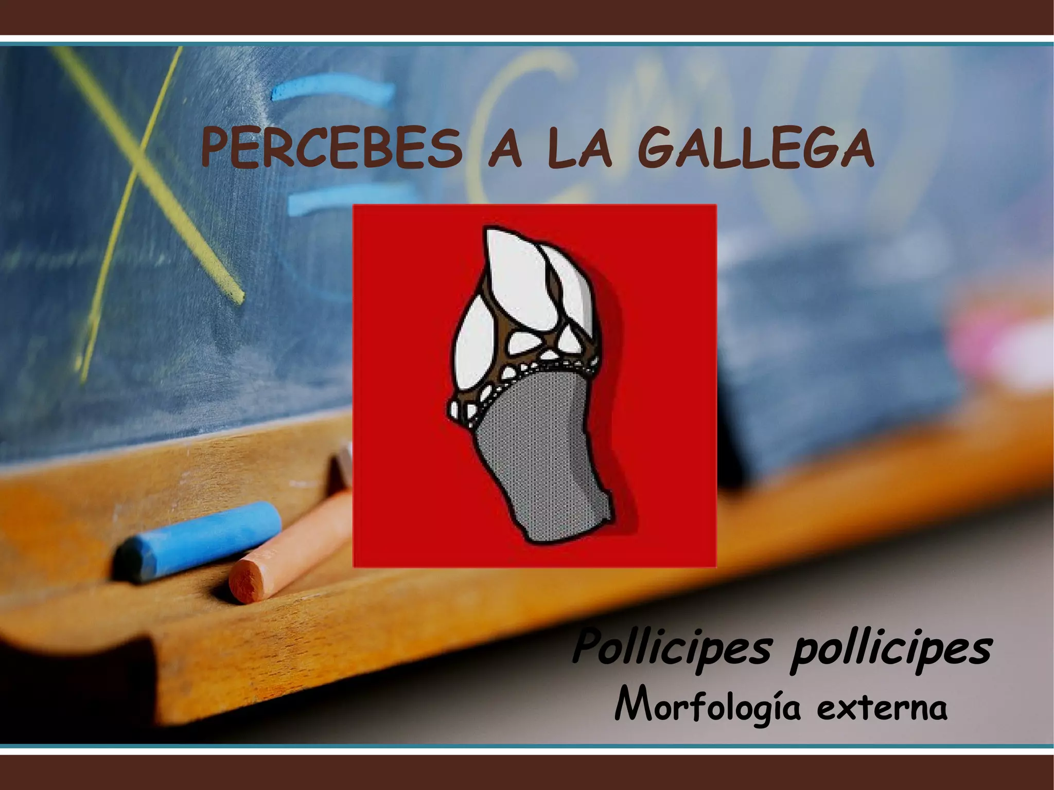 Estudio de morfología externa del percebe | PPT