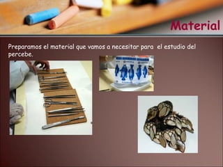 Estudio de morfología externa del percebe | PPT