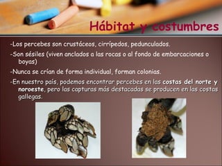 Estudio de morfología externa del percebe | PPT