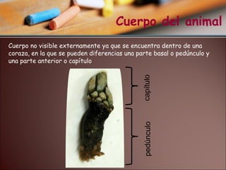 Estudio de morfología externa del percebe | PPT