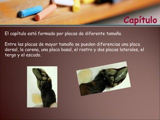 Estudio de morfología externa del percebe | PPT