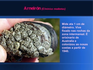 Percebes, arneiróns e outros cirrípedos | PPS