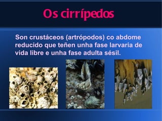 Percebes, arneiróns e outros cirrípedos | PPS