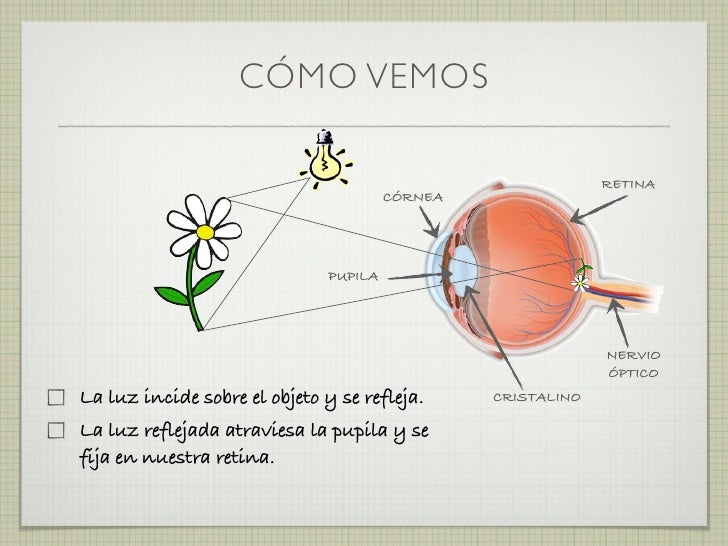 Vemos En La Imagen