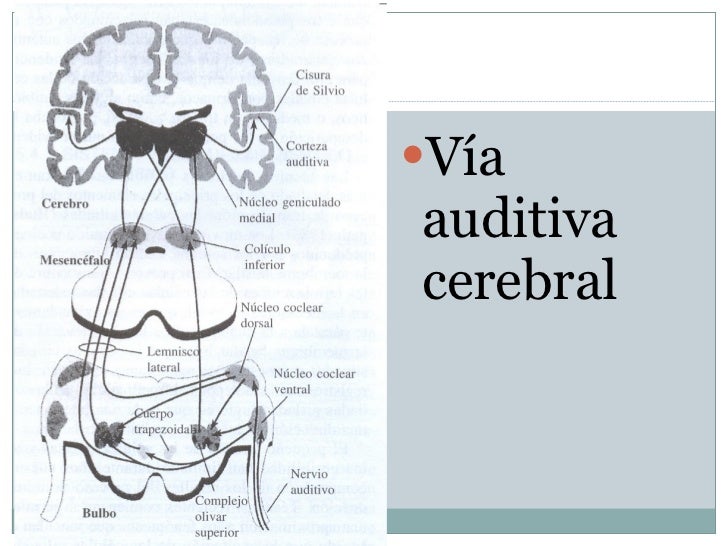Percepción auditiva