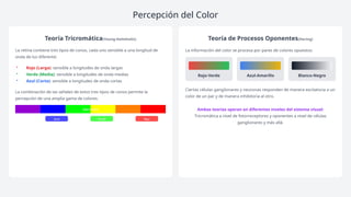 Percepción Visual_ Del Ojo al Cerebro.pptx
