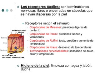 Percepcion y sentidos | PPTX