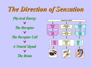 Sensation & Perception | PPT