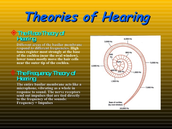 Sensation & Perception